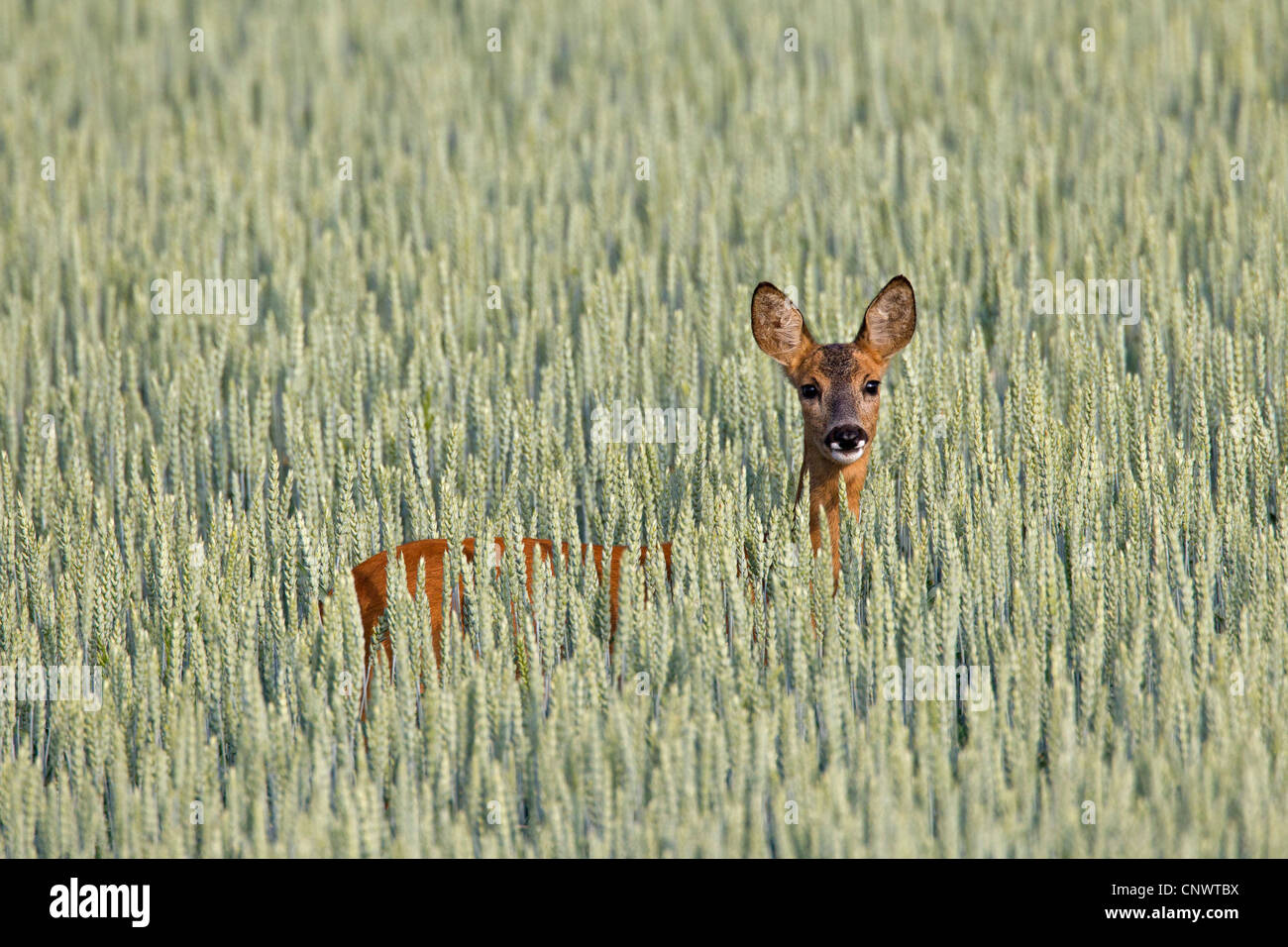 Doe Roe Deer Female High Resolution Stock Photography and Images - Alamy