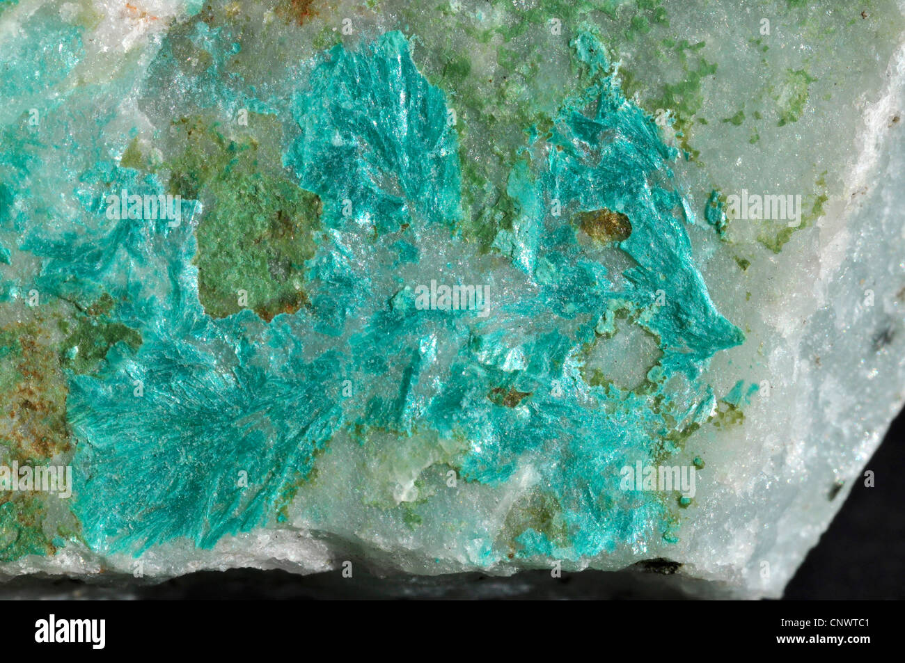 Monoklin High Resolution Stock Photography and Images - Alamy