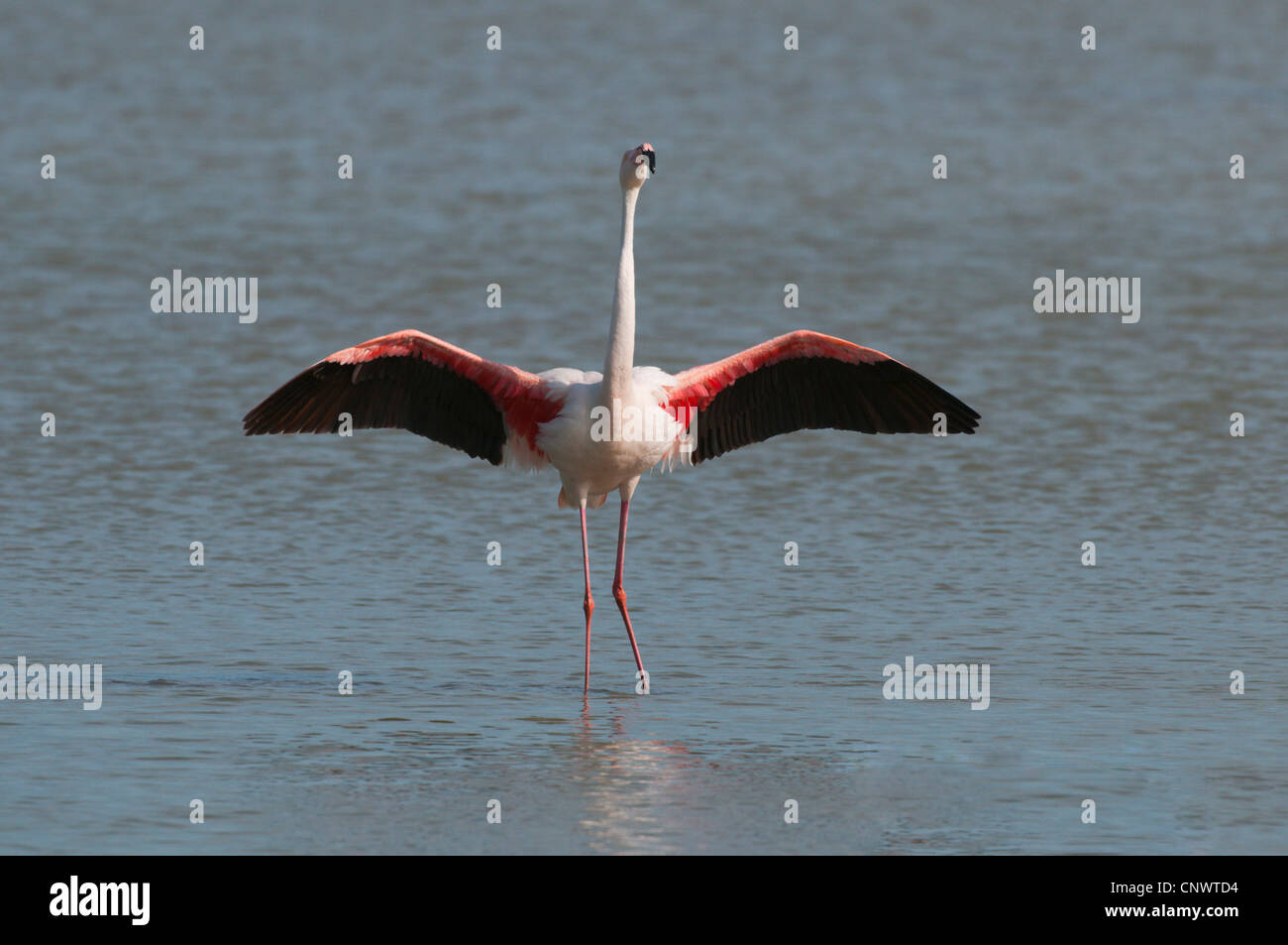 Pink flamingos flapping wings hi-res stock photography and images - Alamy