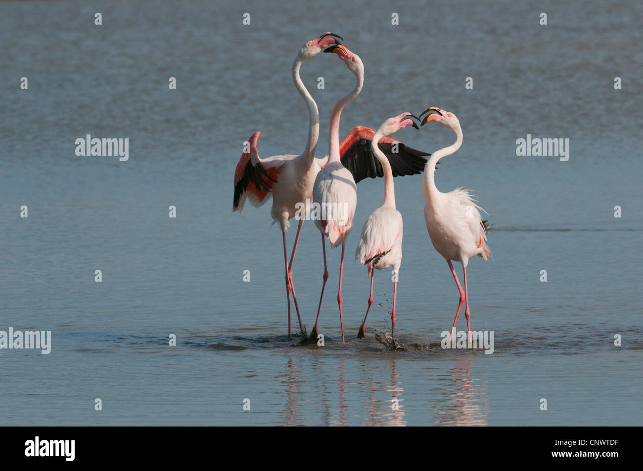 Pink flamingos flapping wings hi-res stock photography and images - Alamy