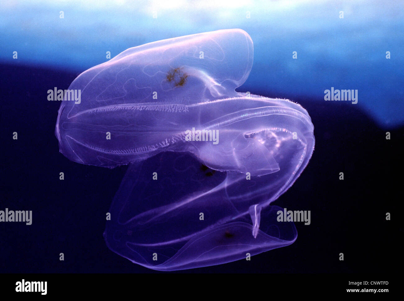 giant swimming jellyfish, Belize, Caribbean Sea Stock Photo - Alamy