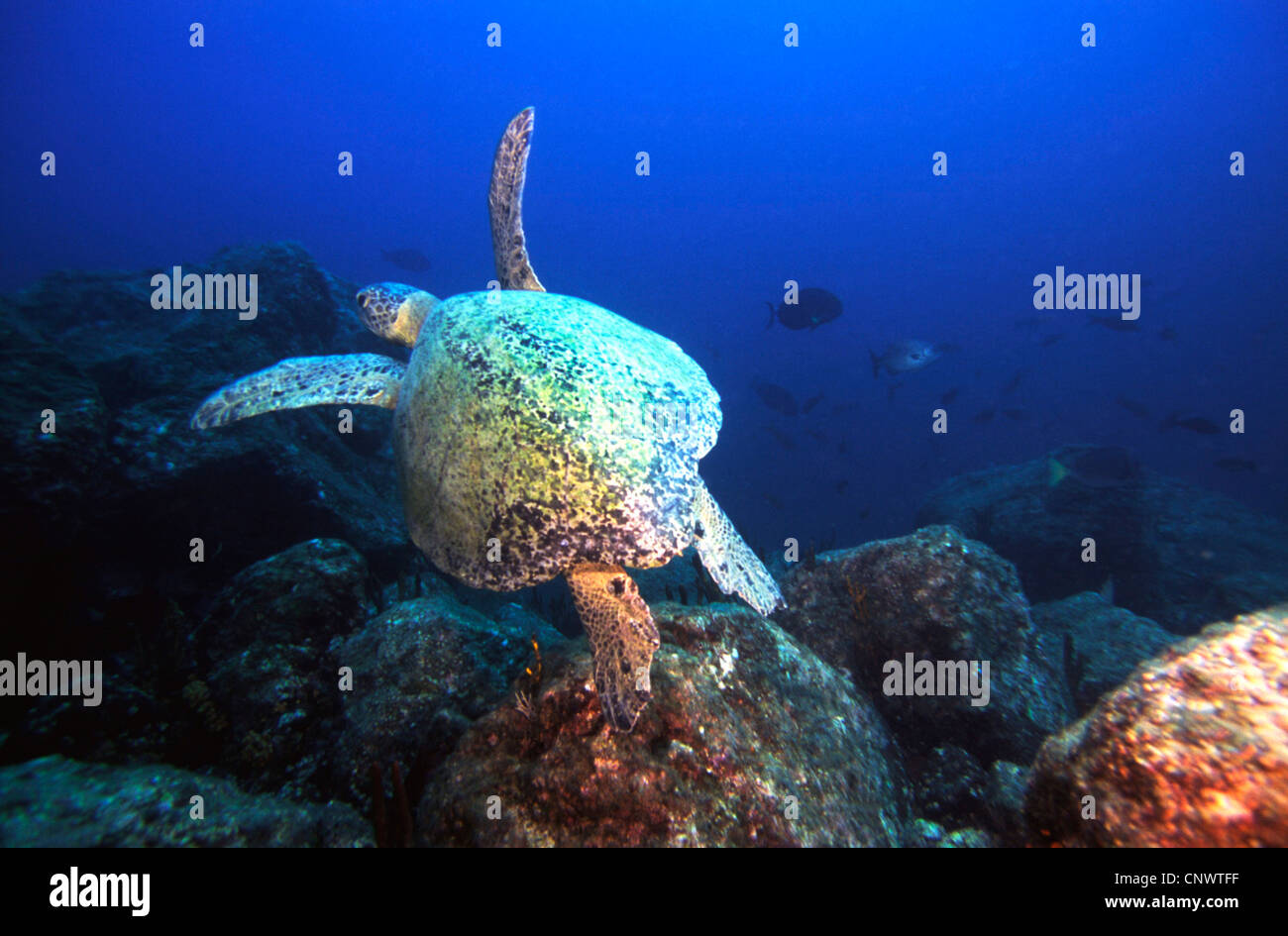 sea turtle swimming over rocky ground, Belize, Caribbean Sea Stock ...