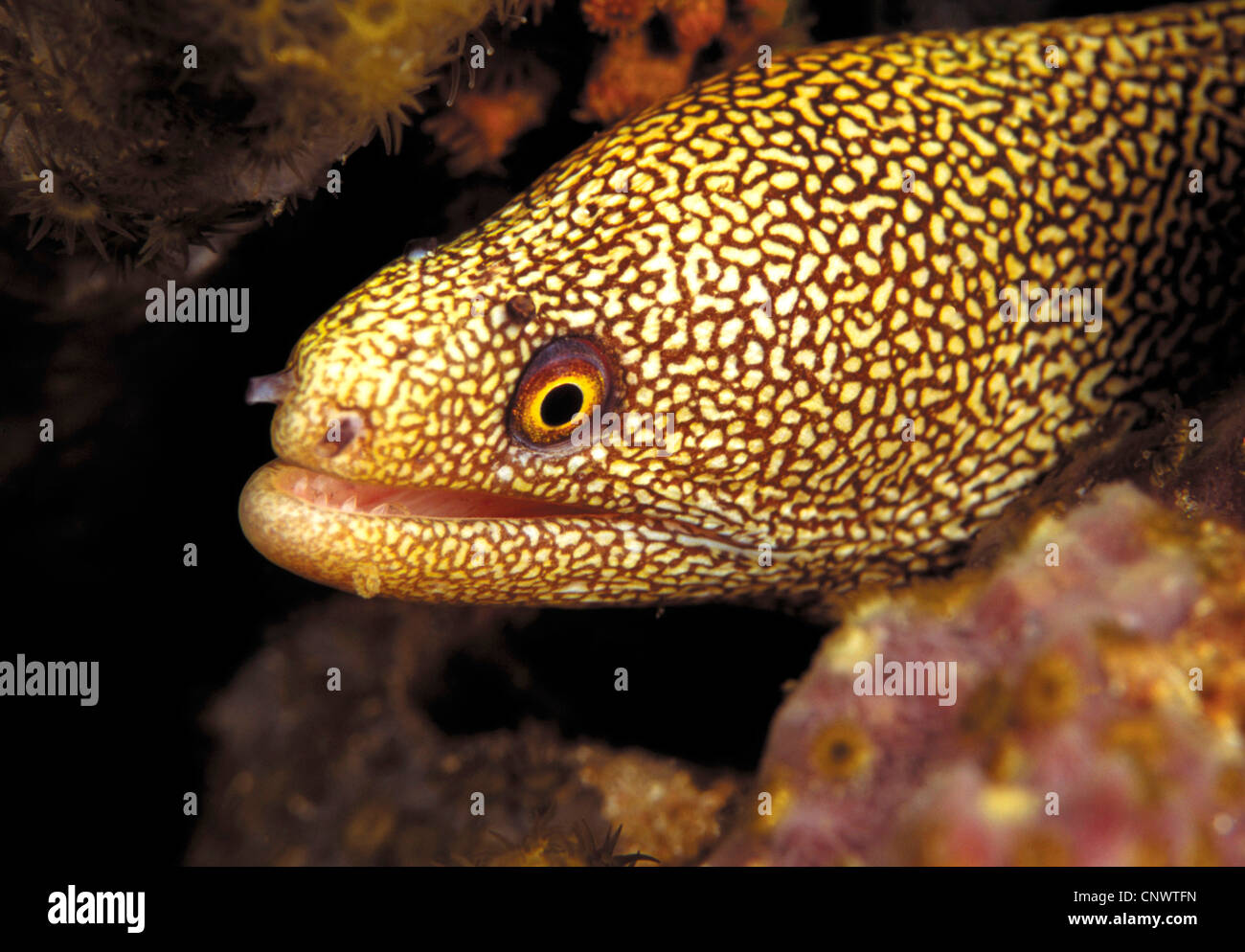 moray eels, morays (Muraenidae, Heteromyridae), portrait, Belize ...