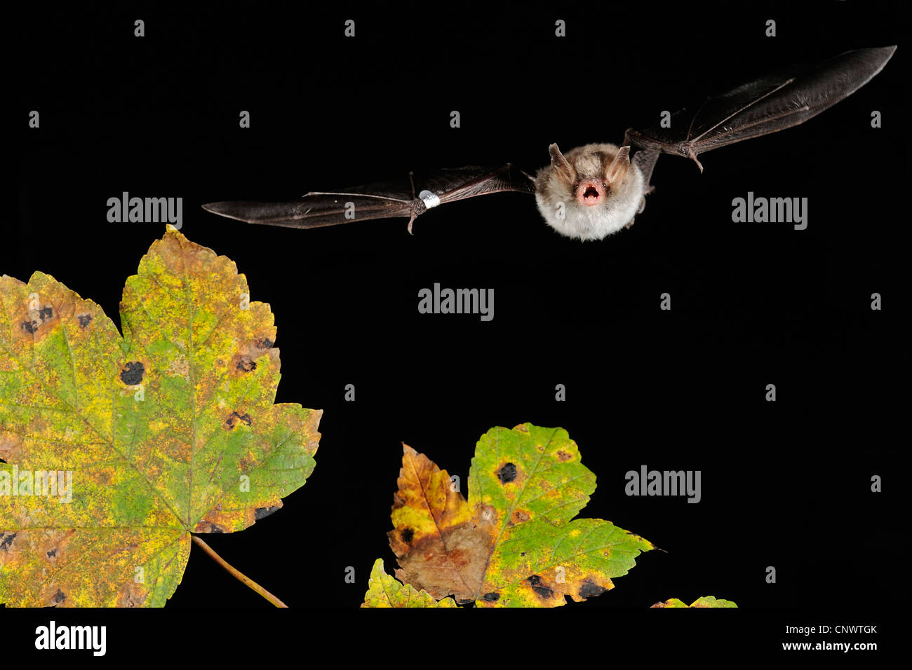 Natterer's bat (Myotis nattereri), flying beringed animal, Germany ...