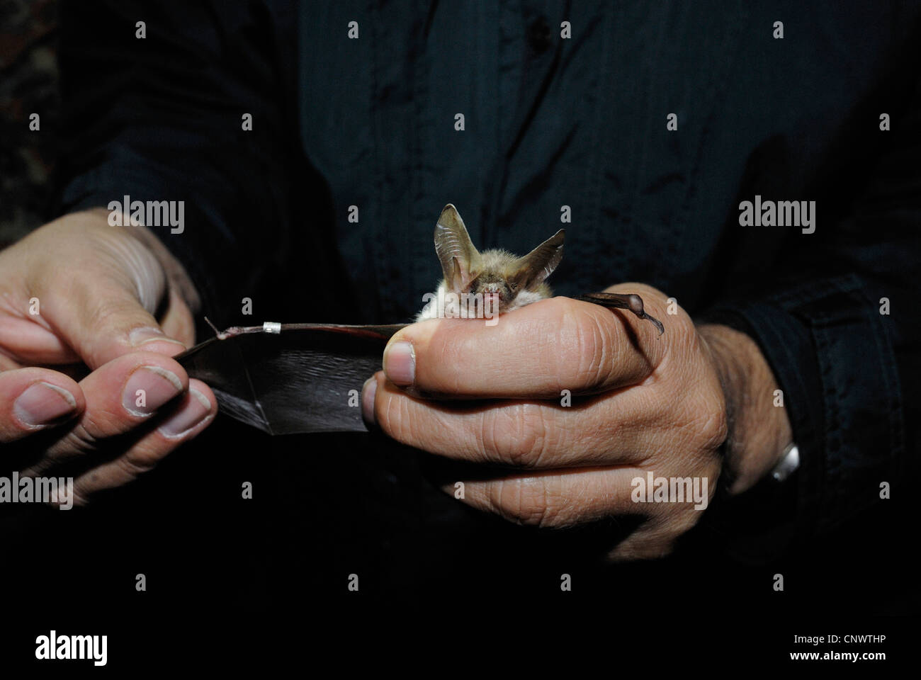 brown long-eared bat, common long-eared bat (Plecotus auritus), ringing ...
