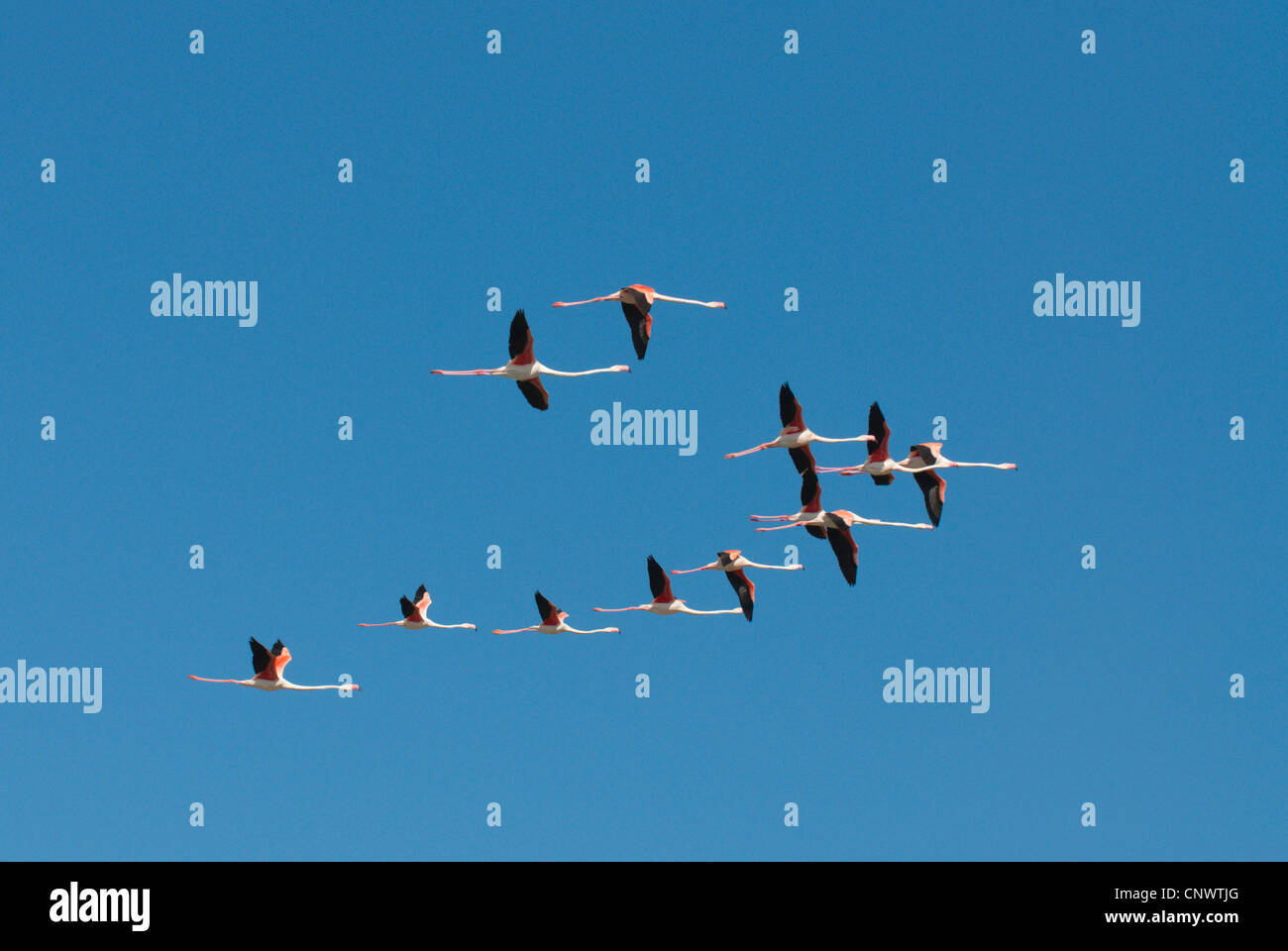 Pink flamingos flapping wings hi-res stock photography and images - Alamy