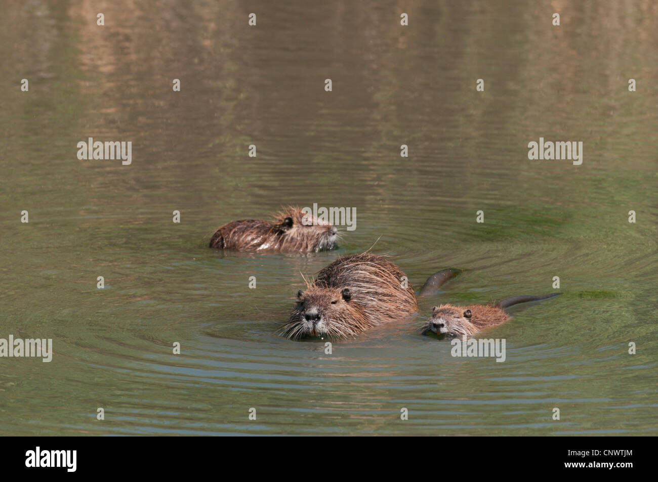 Nutria family hi-res stock photography and images - Alamy