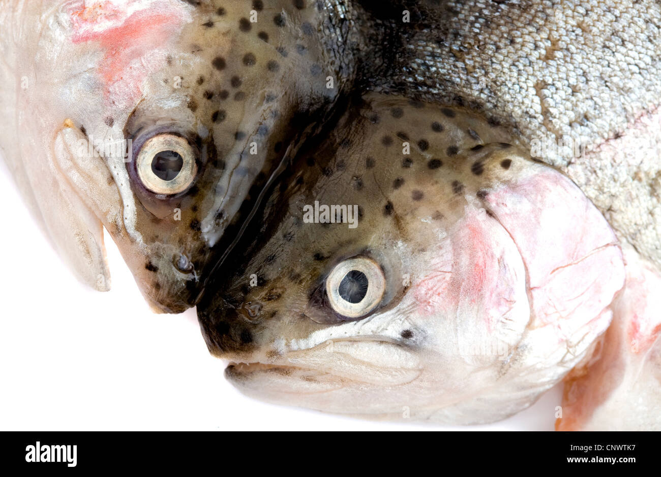 Trout face hi-res stock photography and images - Alamy