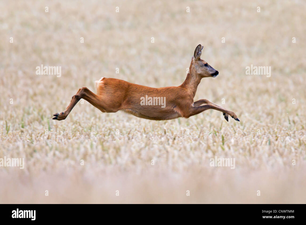 Pictures Whitetail Deer Jumping Over Objects
