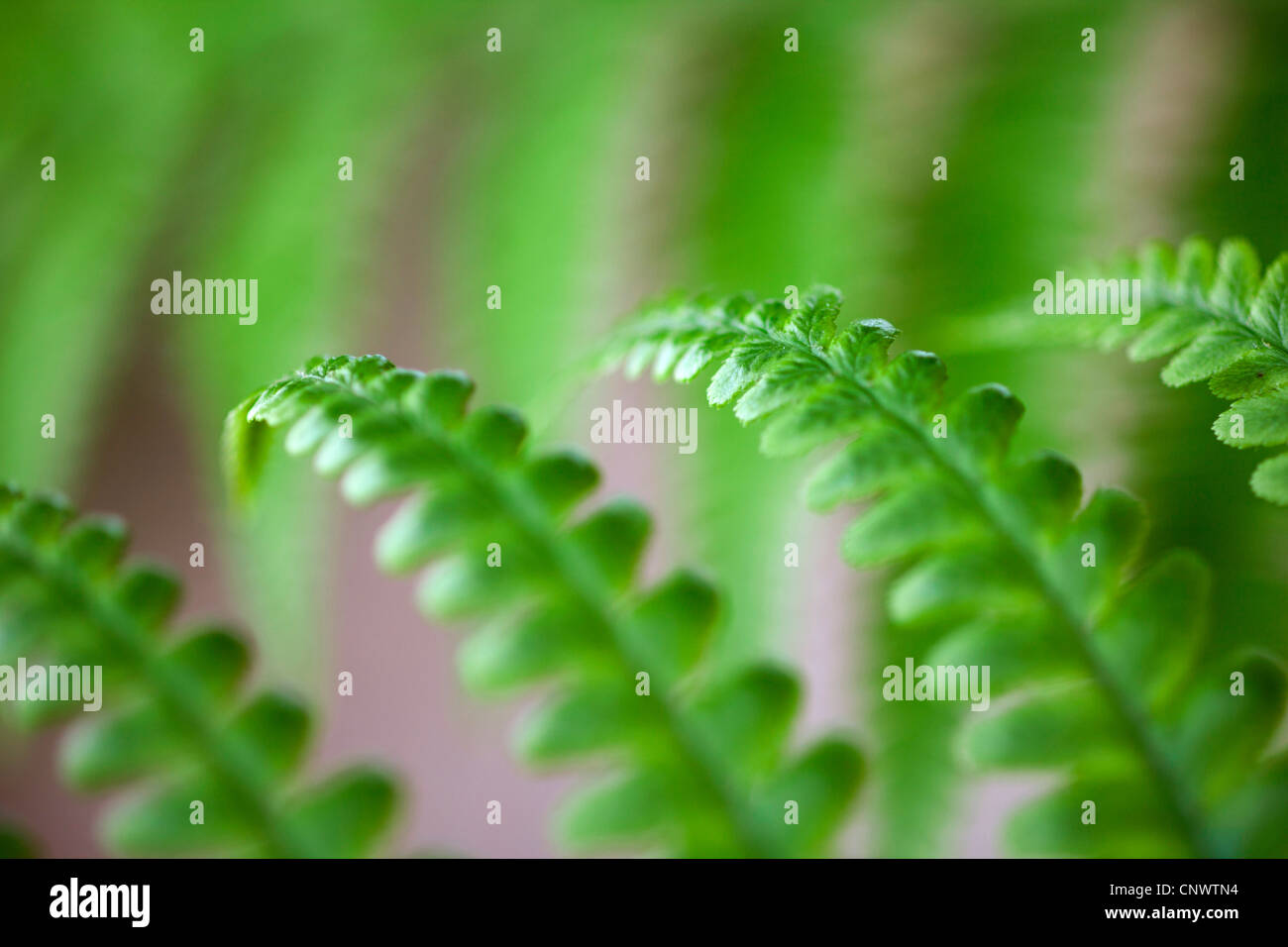 Fronds f hi-res stock photography and images - Alamy