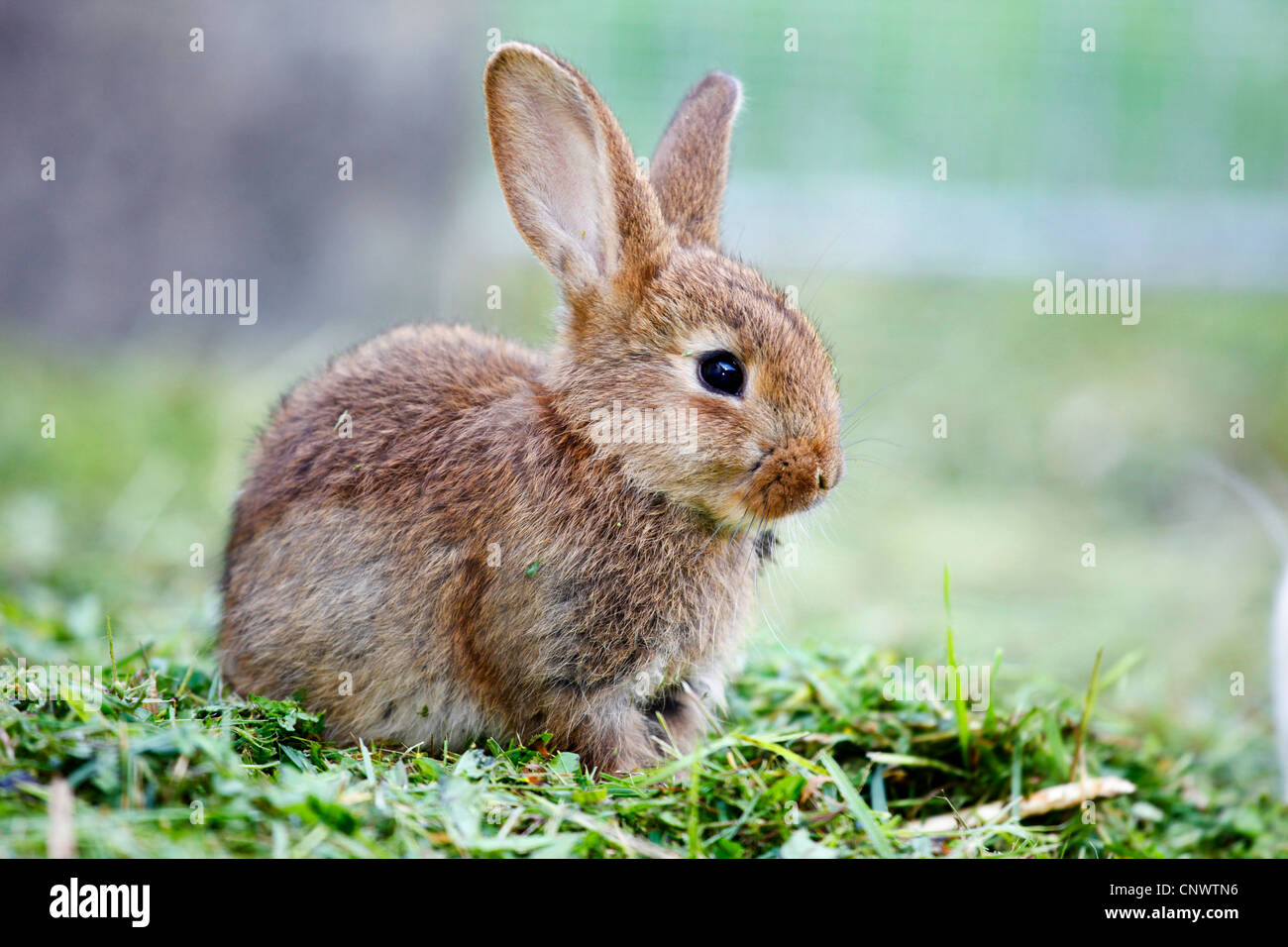 domestic rabbit (Oryctolagus cuniculus f. domestica), sitting in grass ...