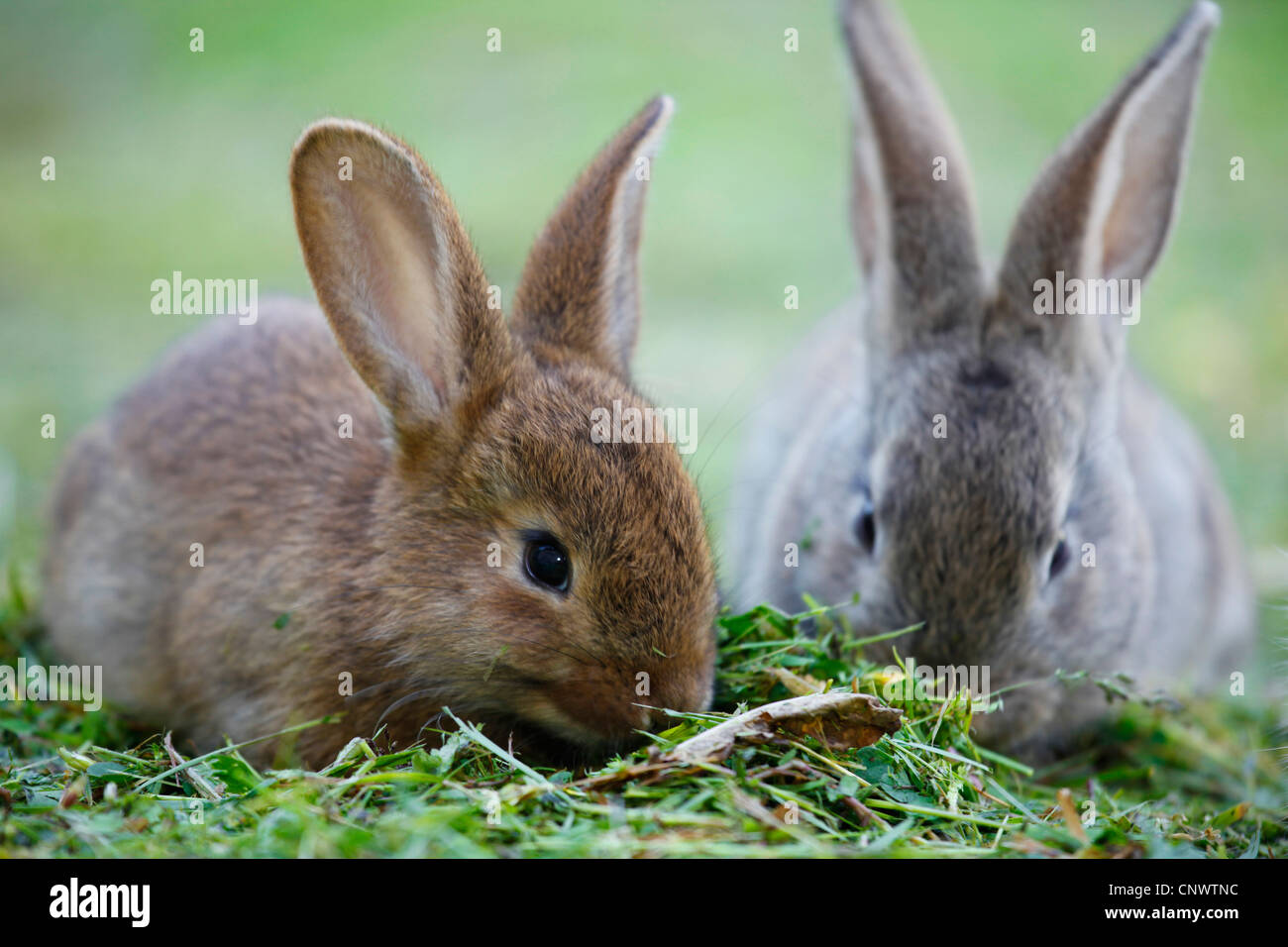 domestic rabbit (Oryctolagus cuniculus f. domestica), two individuals ...