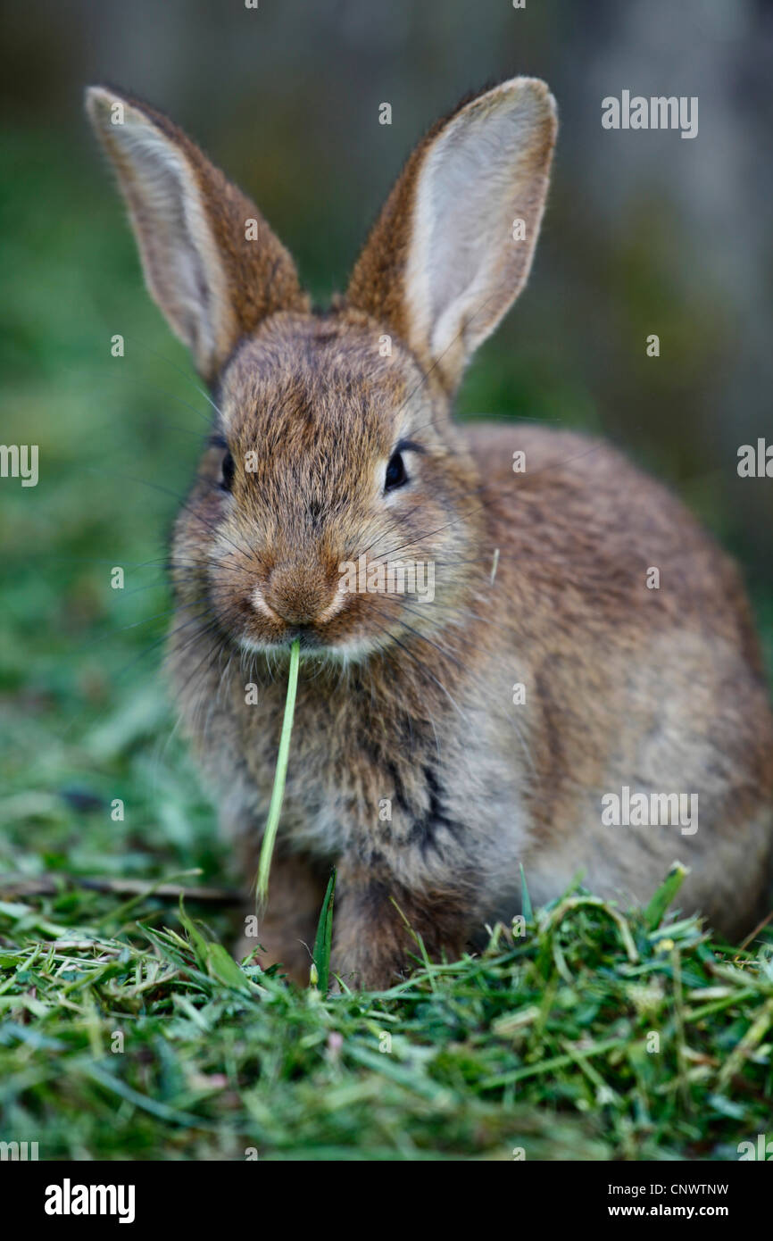 domestic rabbit (Oryctolagus cuniculus f. domestica), sitting in grass ...