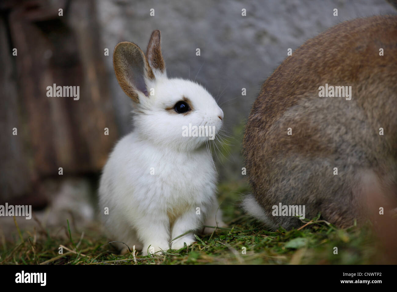 domestic rabbit (Oryctolagus cuniculus f. domestica), young animal ...