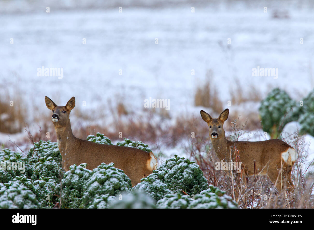 Crop field fauna hi-res stock photography and images - Alamy