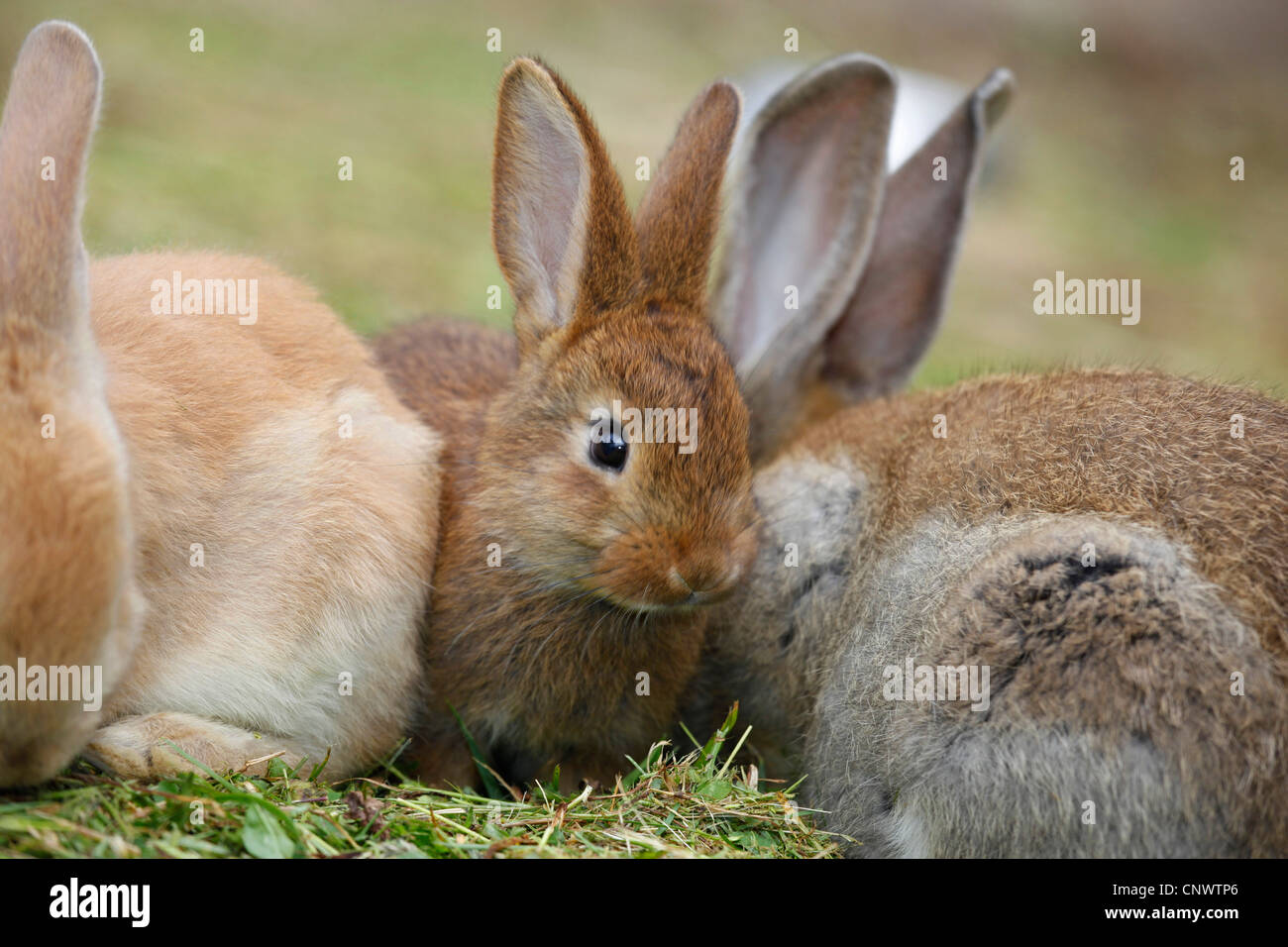 domestic rabbit (Oryctolagus cuniculus f. domestica), young animal ...