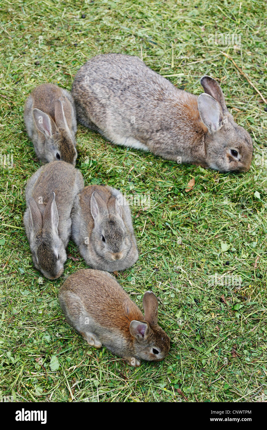 Adult baby rabbits hi-res stock photography and images - Alamy