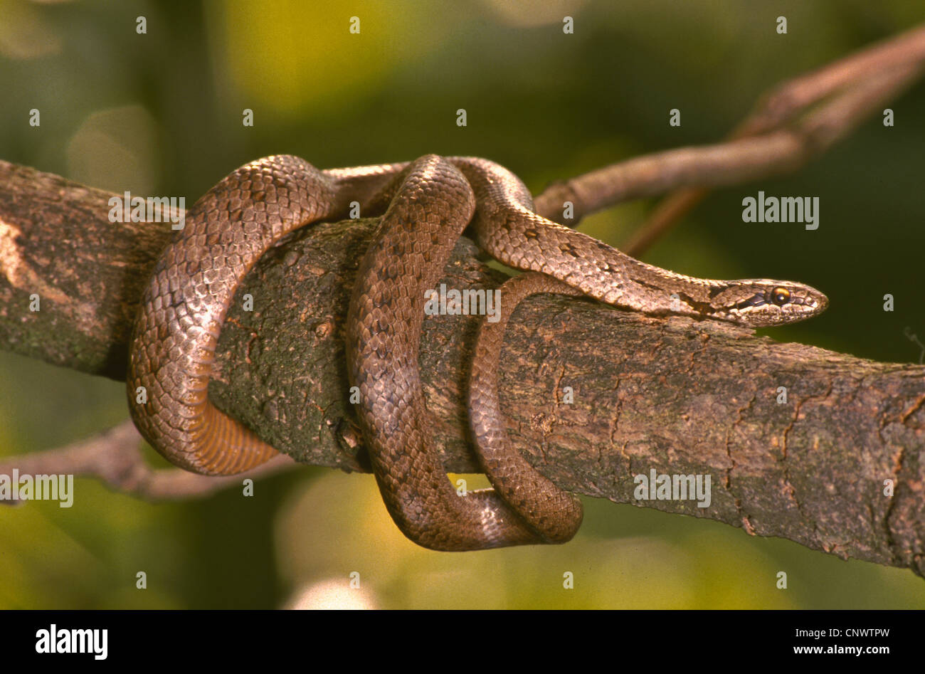 Tree climbing snakes hi-res stock photography and images - Alamy