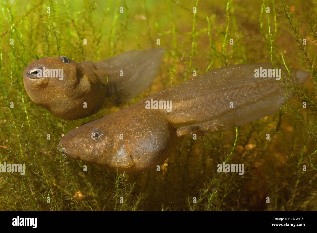 Pollywog hi-res stock photography and images - Alamy