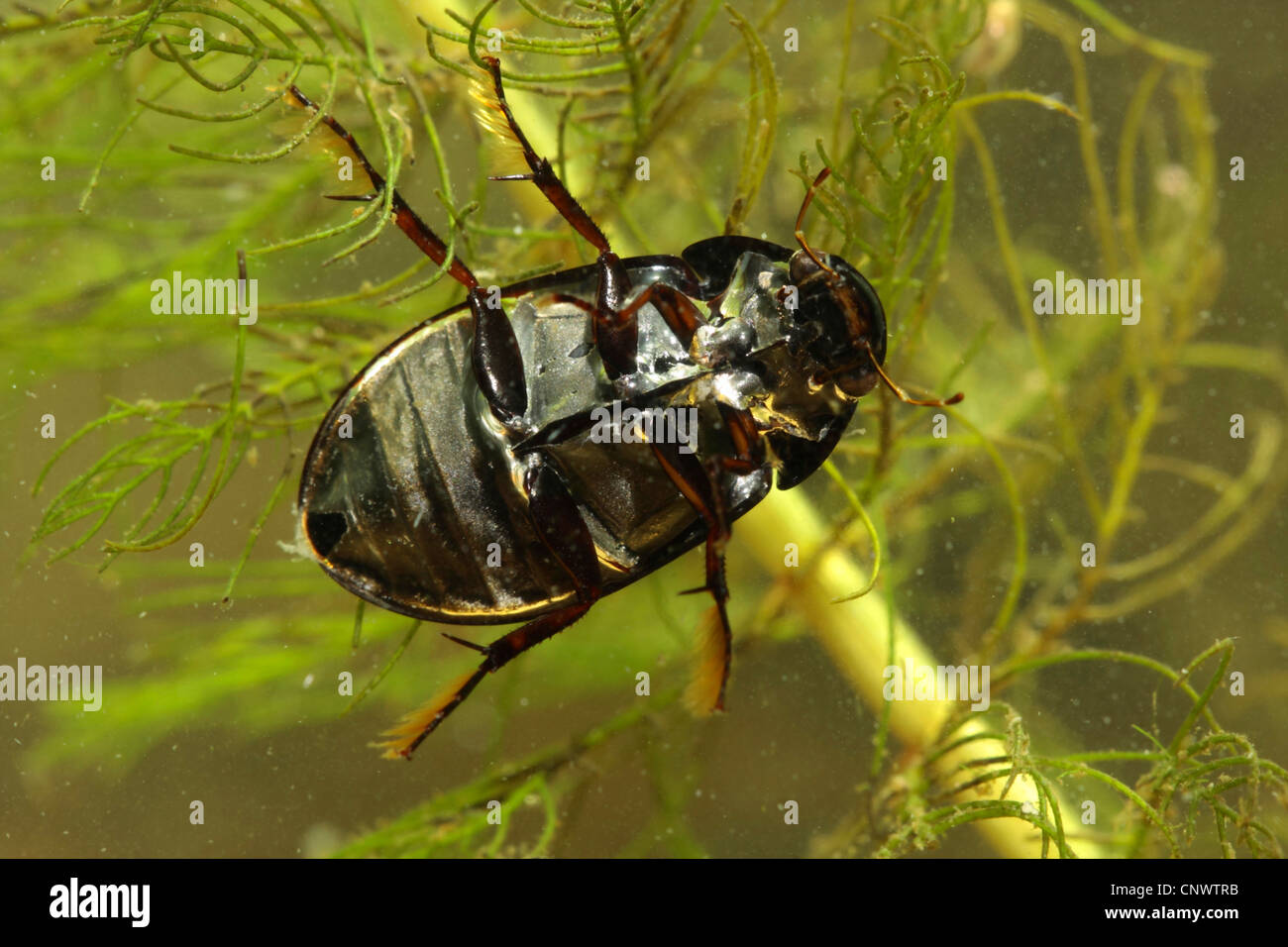 Water beetle hi-res stock photography and images - Alamy