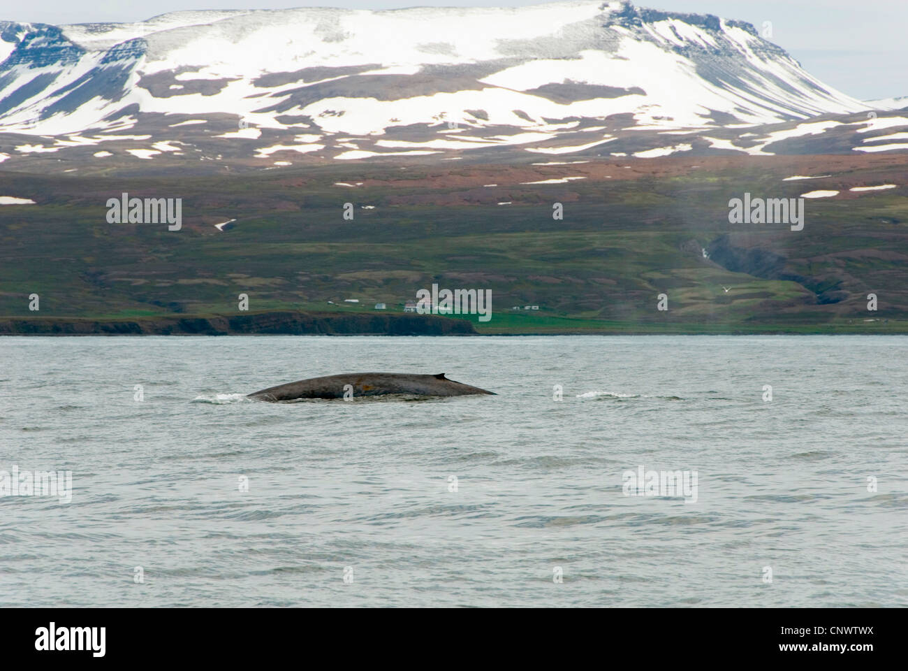 blue whale (Balaenoptera musculus), emerging, Iceland Stock Photo - Alamy