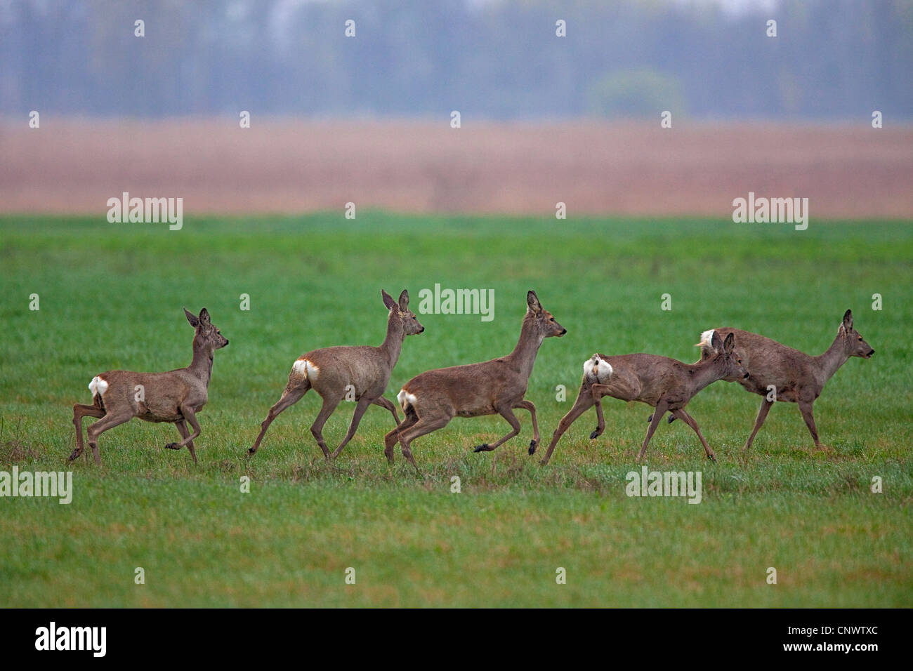 Deer rump hi-res stock photography and images - Alamy
