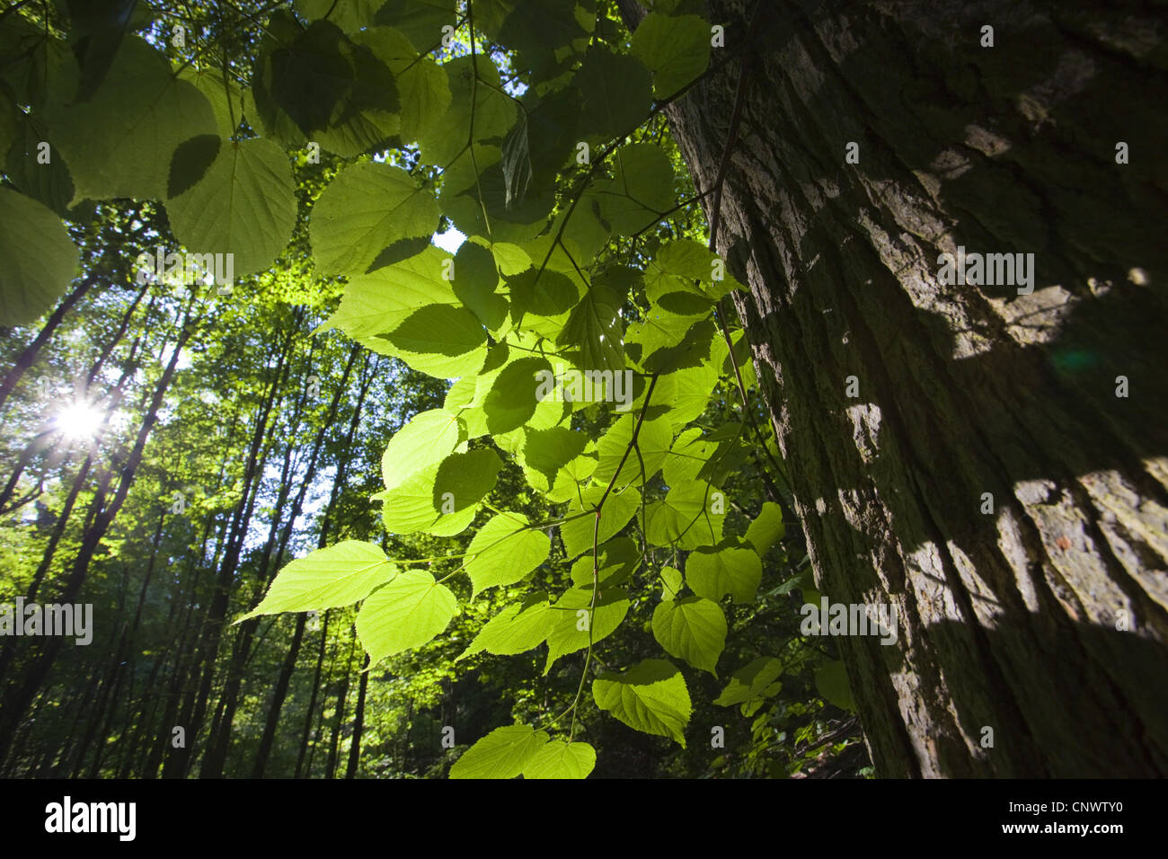 large-leaved lime, lime tree (Tilia platyphyllos), sun light shining ...