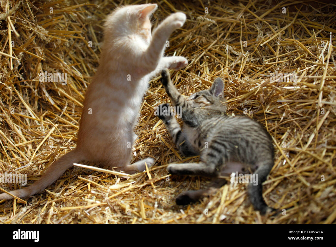 domestic cat, house cat (Felis silvestris f. catus), two kitten romping ...