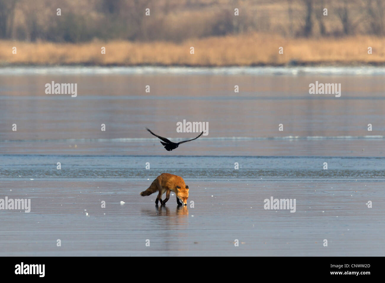 Fox attacking bird hi-res stock photography and images - Alamy