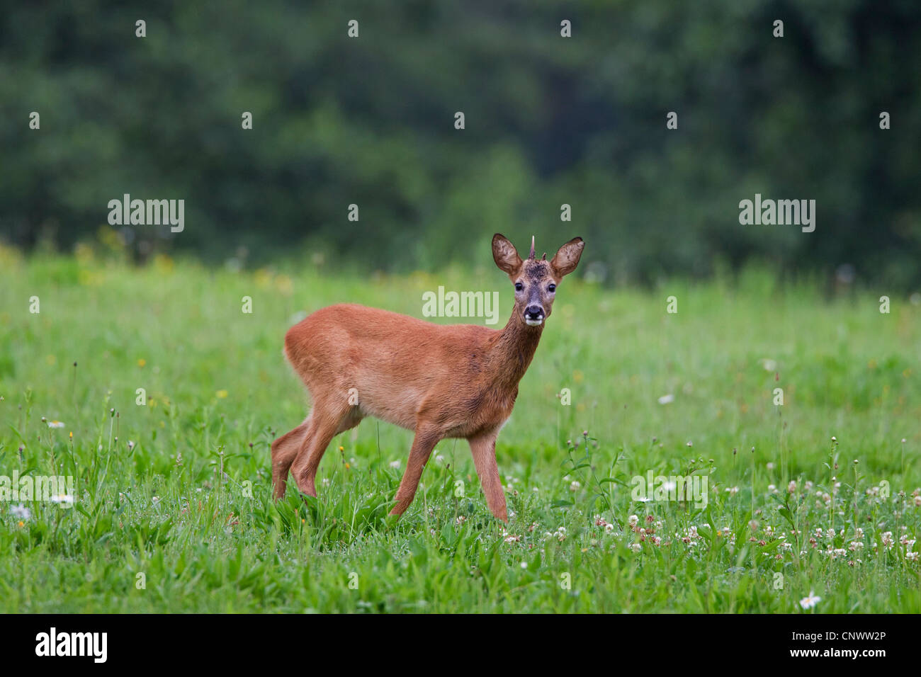 Roe deer (Capreolus capreolus) juvenile roebuck in meadow at forest's ...