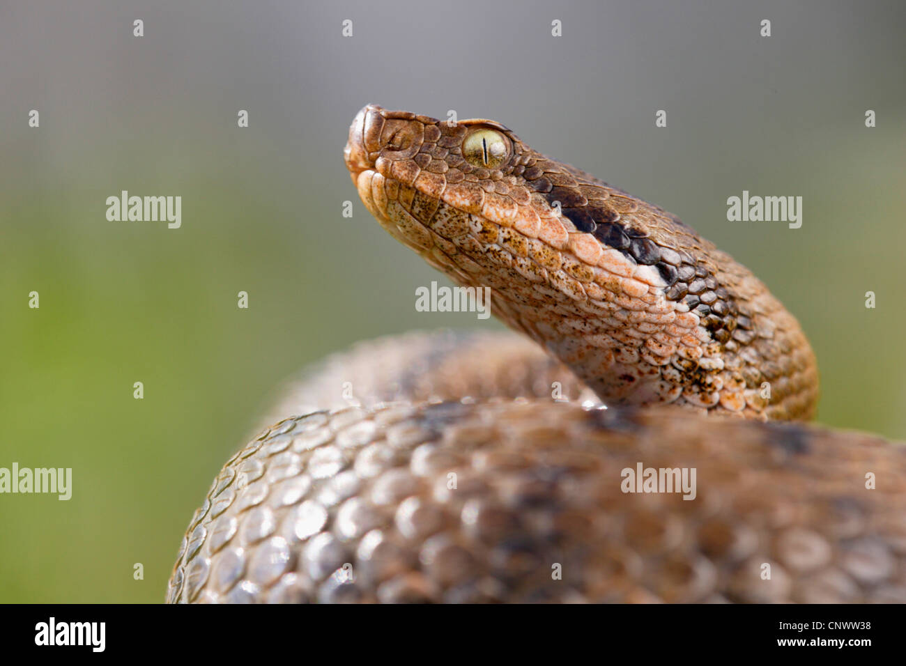 asp viper, aspic viper (Vipera aspis), portrait, France, Alsace Stock ...