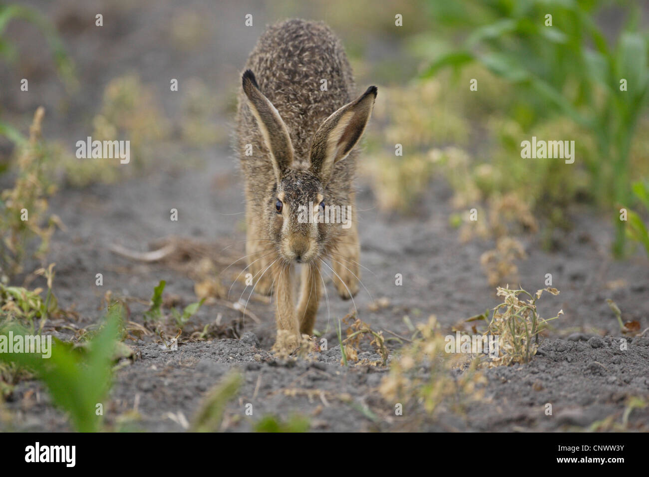 European hare (Lepus europaeus), hopping, Austria Stock Photo - Alamy