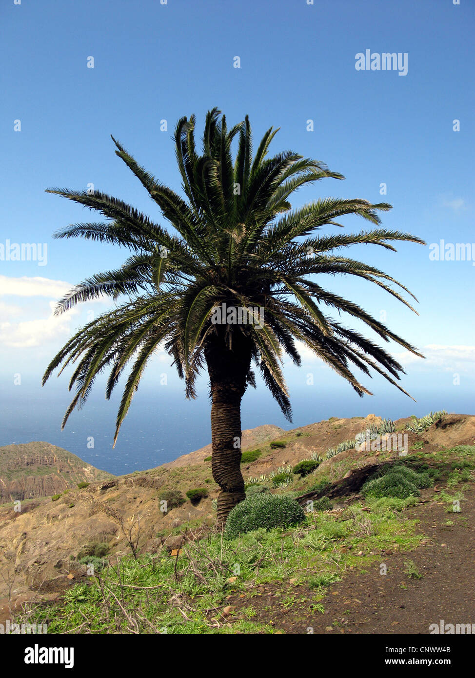 Canary island date palm (Phoenix canariensis), wild plant with Atlantic ...