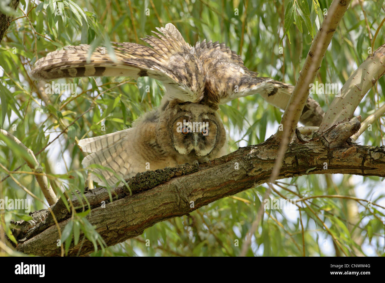 Owl flapping its wings hi-res stock photography and images - Alamy