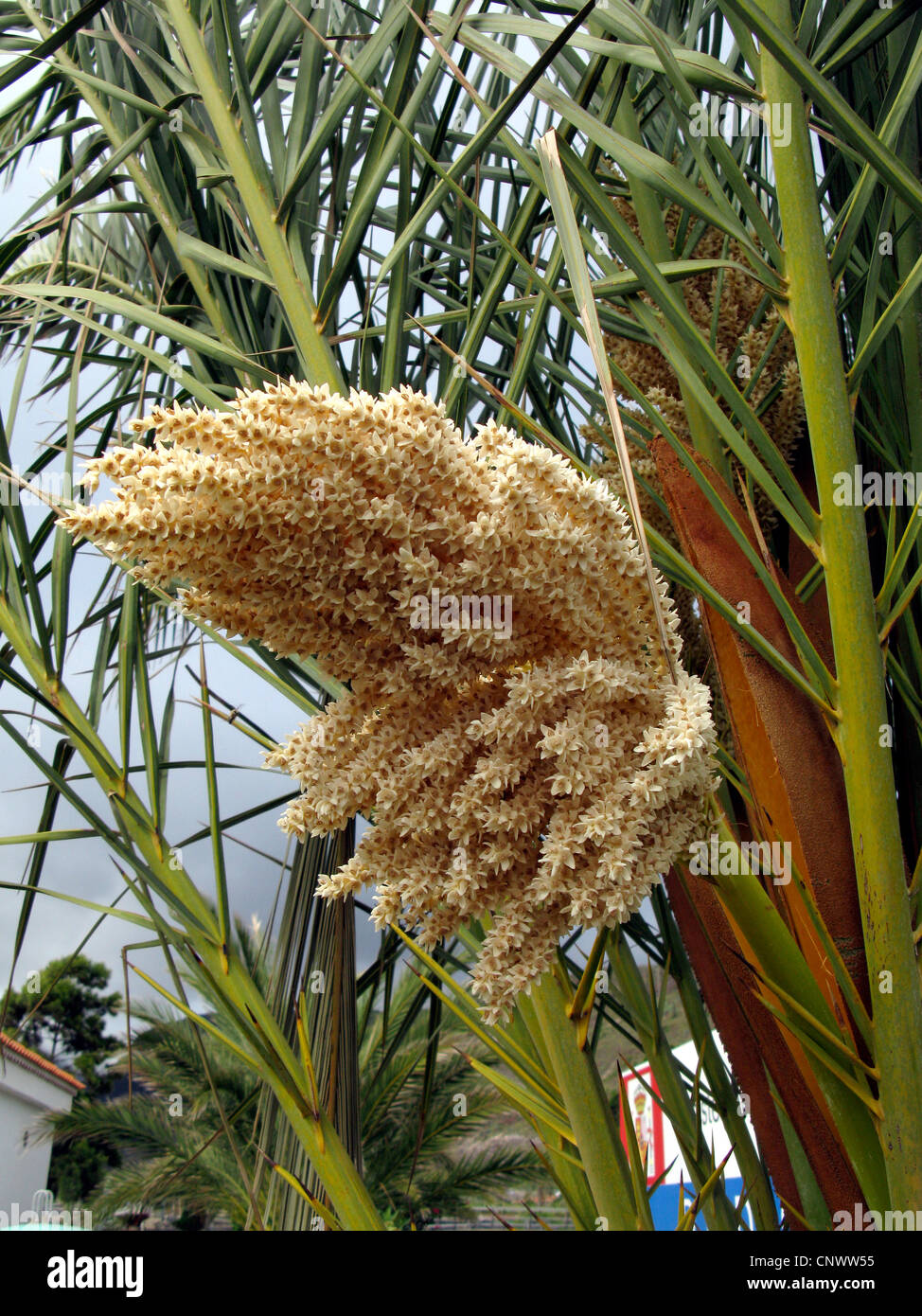 date palm (Phoenix dactylifera), date flowers, Canary Islands, Gomera ...
