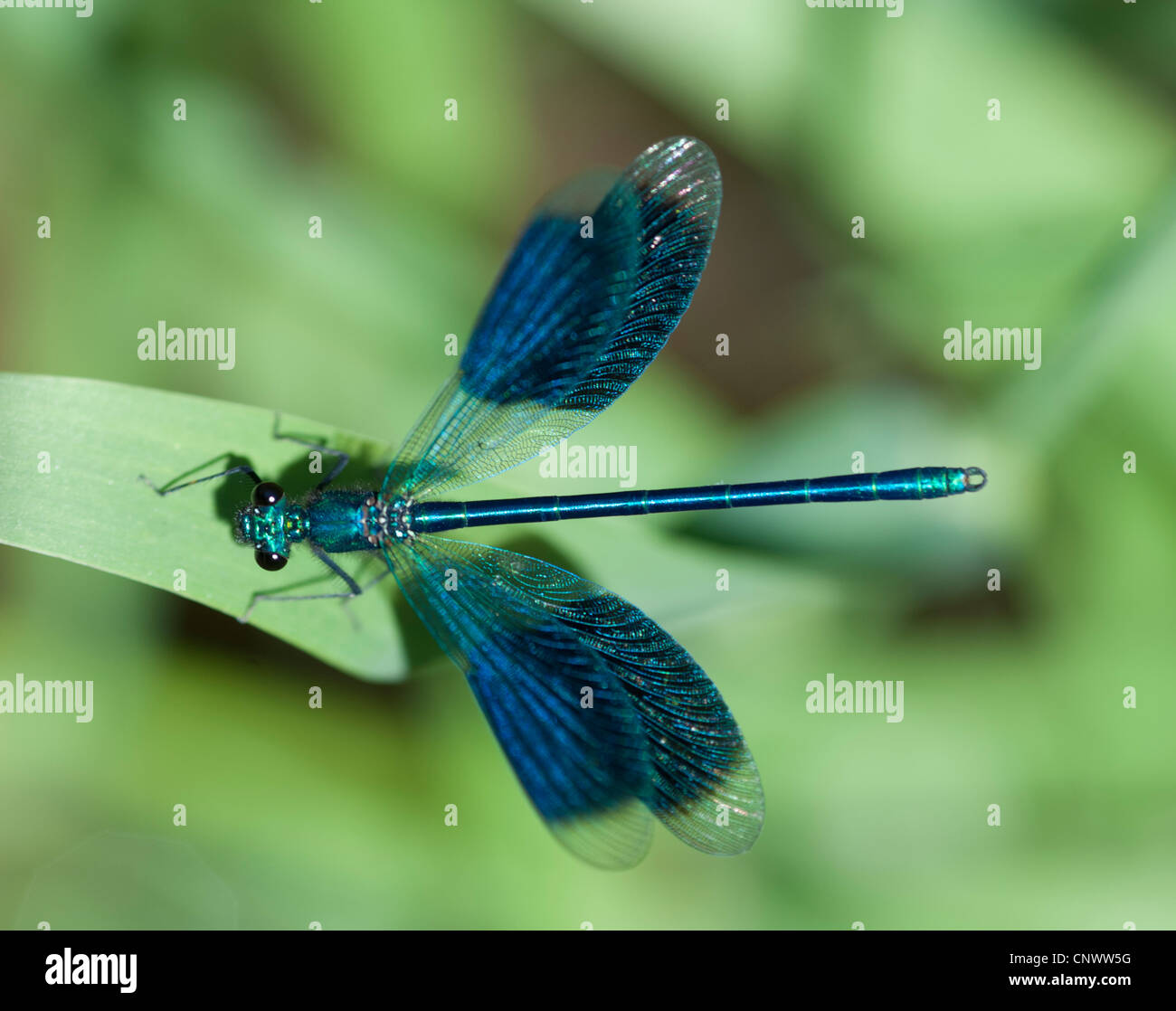 Dragonfly double wings hi-res stock photography and images - Alamy