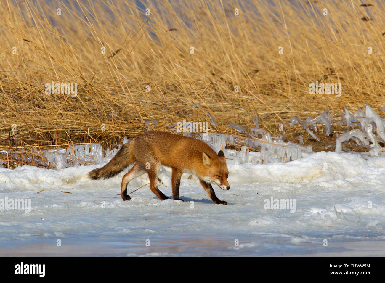 Red fox (Vulpes vulpes) walking along reedbed on ice of frozen lake in ...