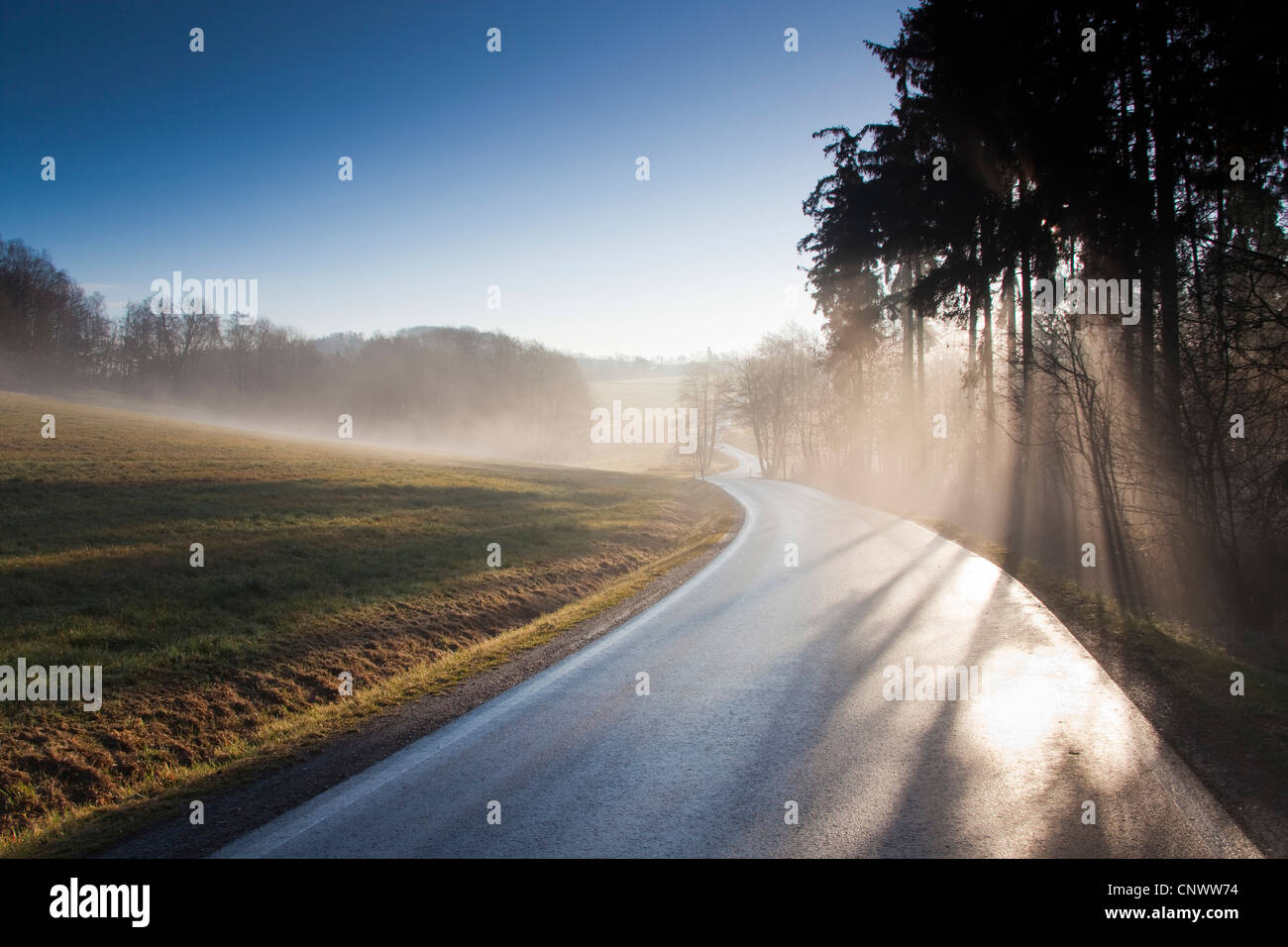 morning mist over a country road, Germany, Saxony, Vogtlaendische ...