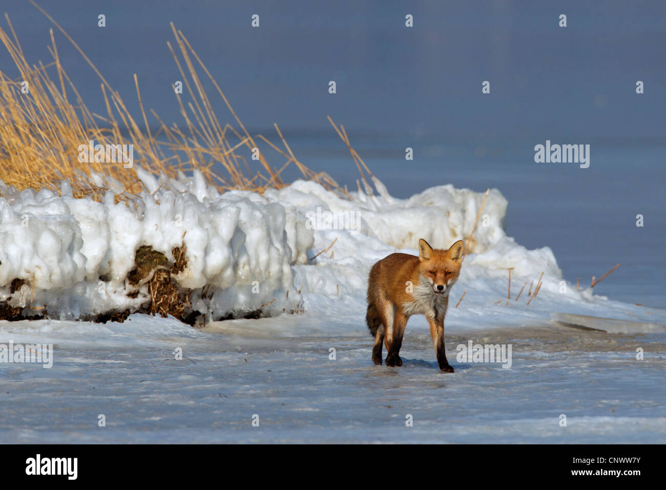 Red fox on ice frozen hi-res stock photography and images - Alamy