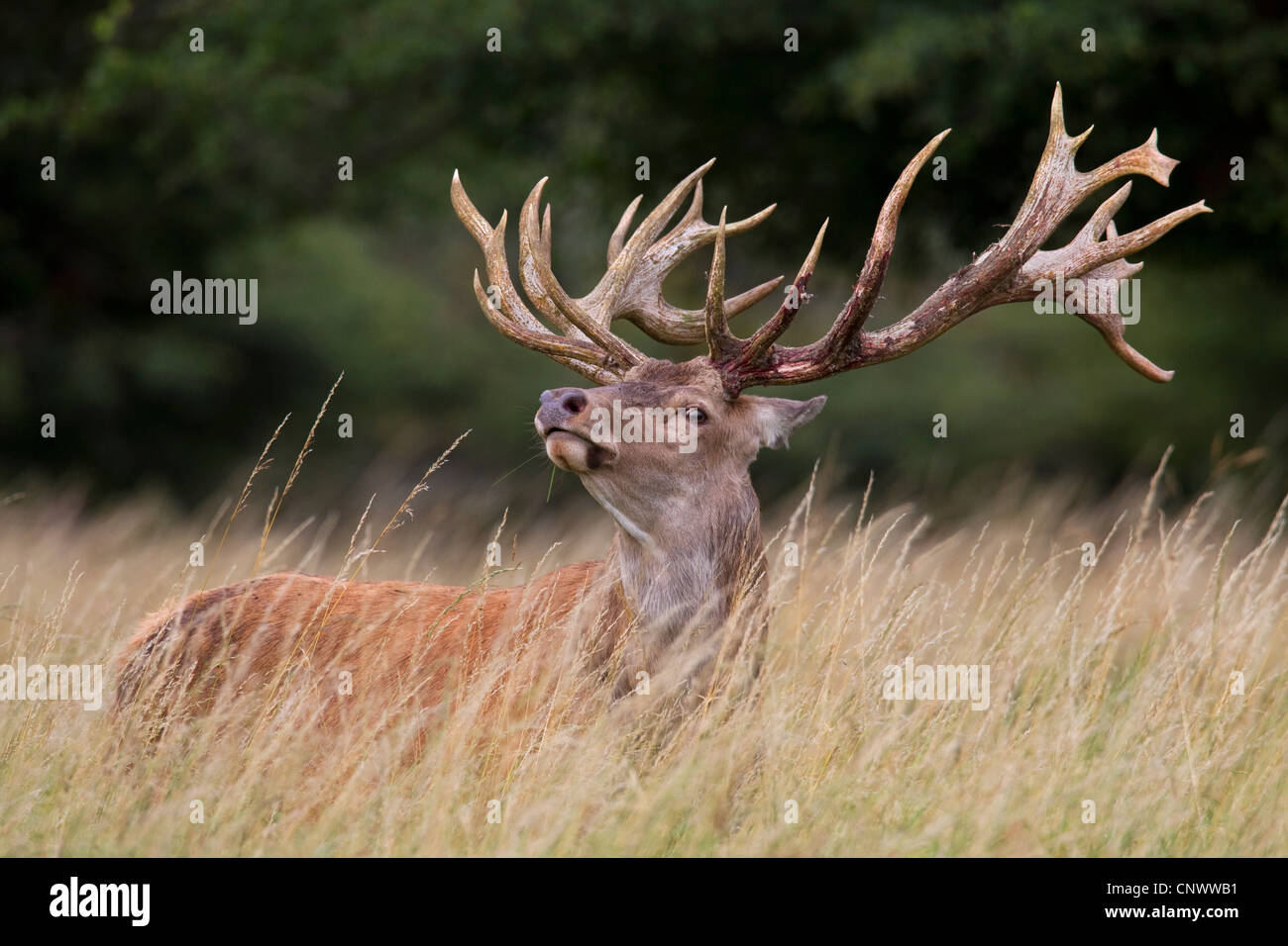 Red deer with bloody antlers hi-res stock photography and images - Alamy