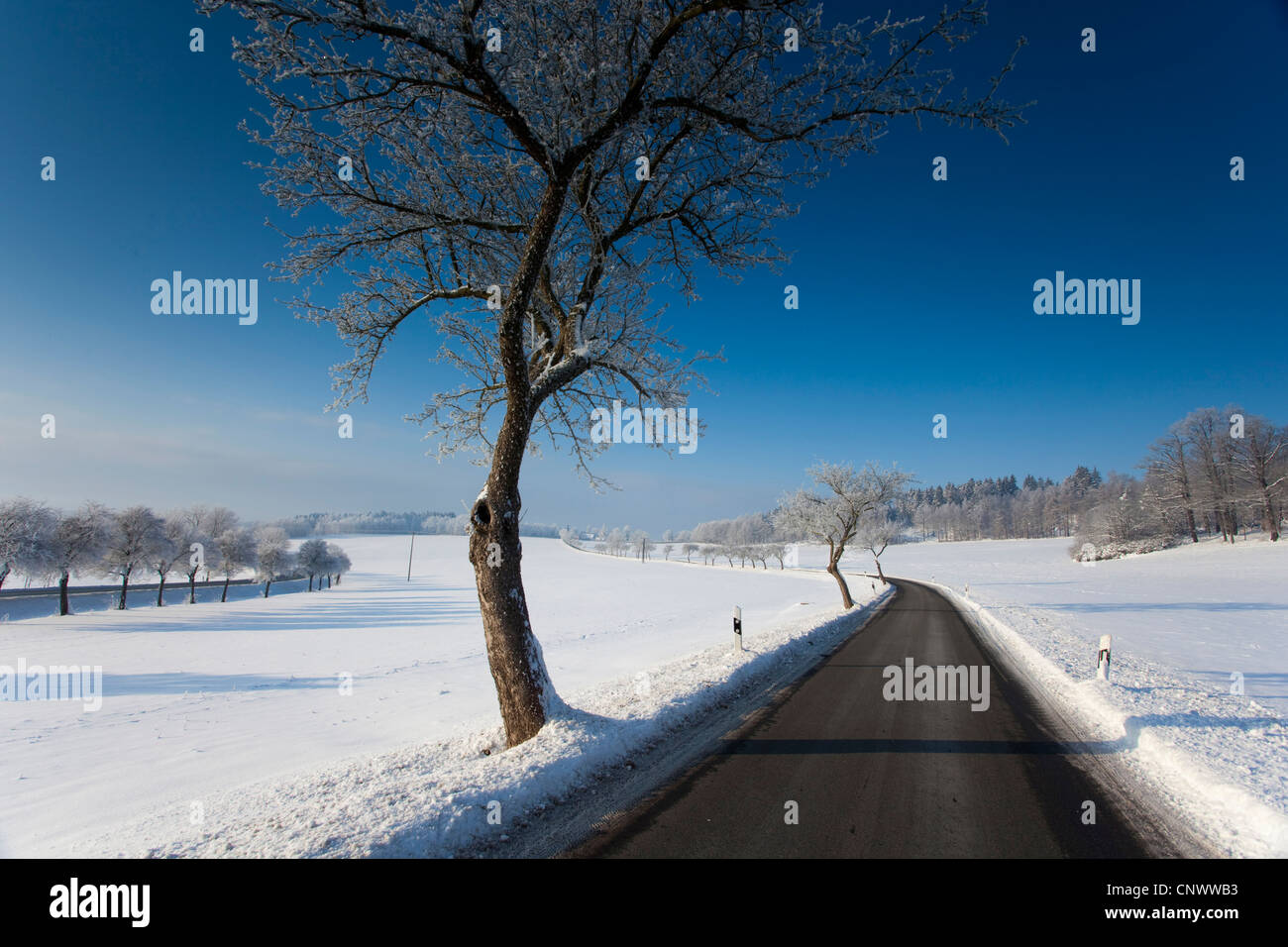 country road in winter landscape, Germany, Saxony, Vogtlaendische ...