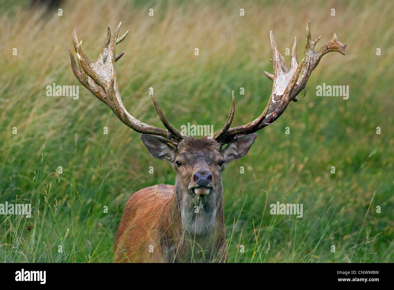 Red deer with bloody antlers hi-res stock photography and images - Alamy