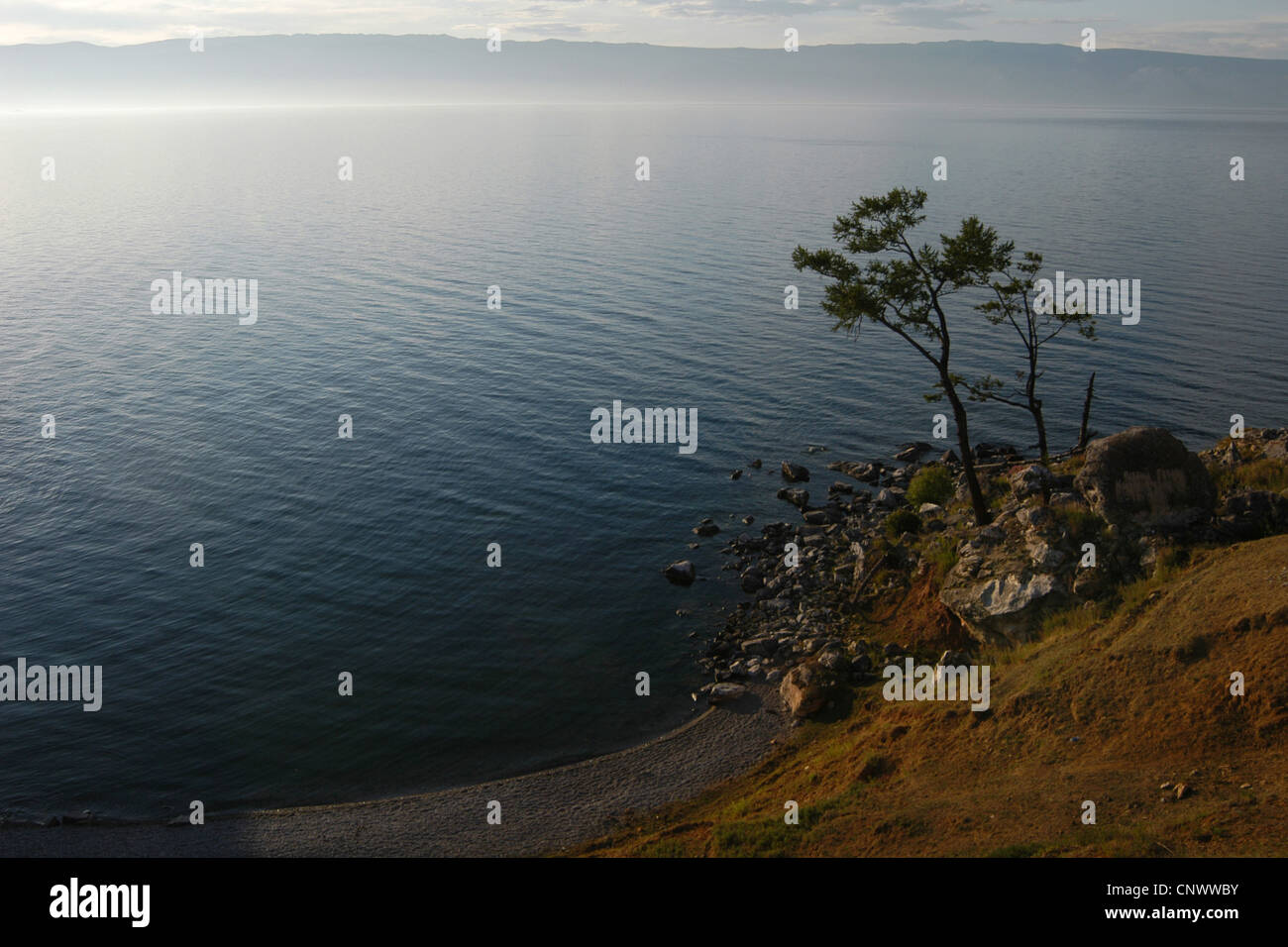 Larch trees on Olkhon Island in Lake Baikal, Siberia, Russia Stock ...