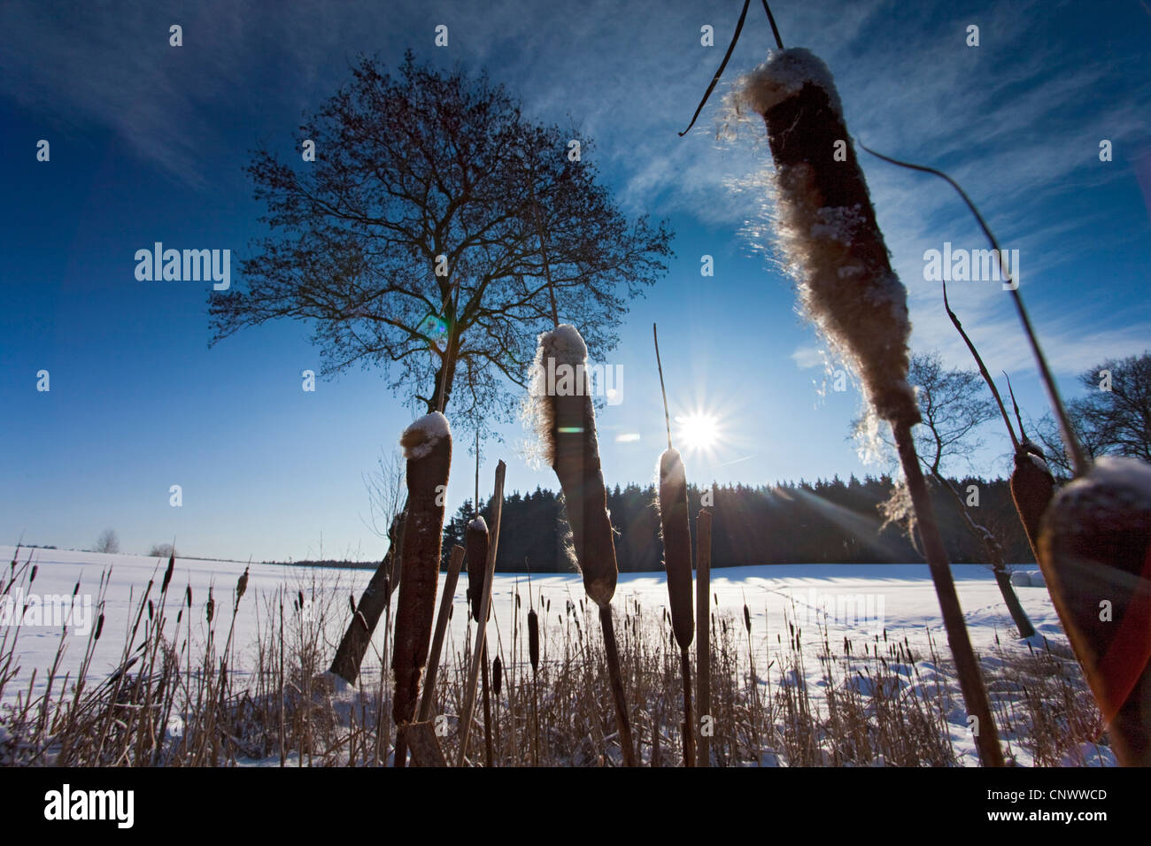 common cattail, broad-leaved cattail, broad-leaved cat's tail, great ...