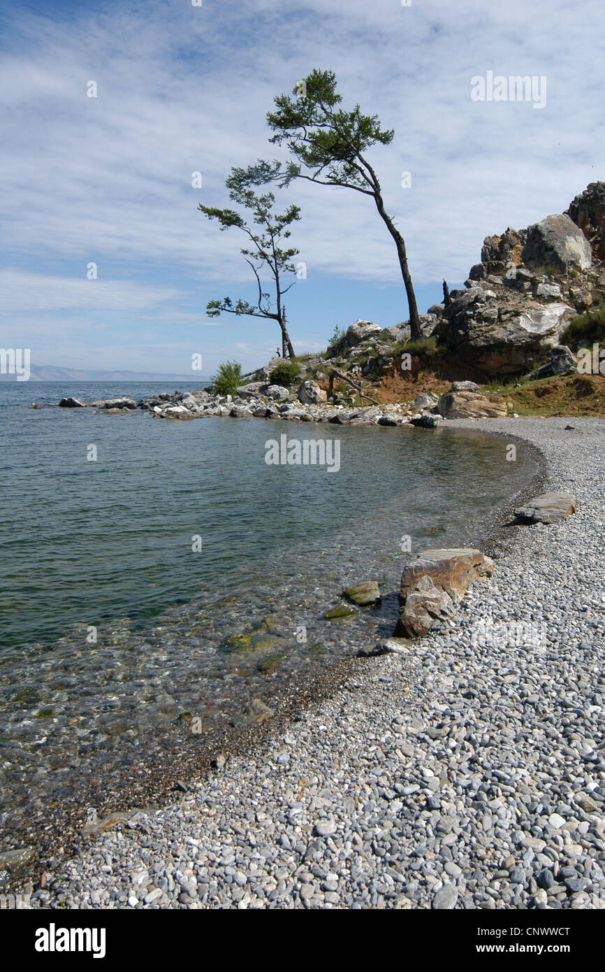 Larch trees on Olkhon Island in Lake Baikal, Siberia, Russia Stock ...
