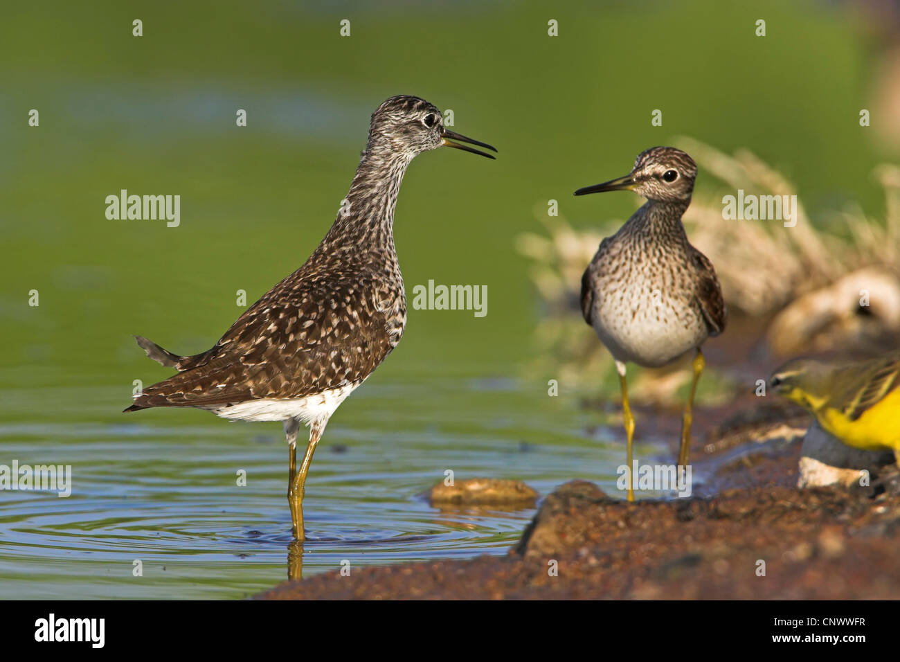 wood sandpiper (Tringa glareola), two birds standing at the edge of a ...