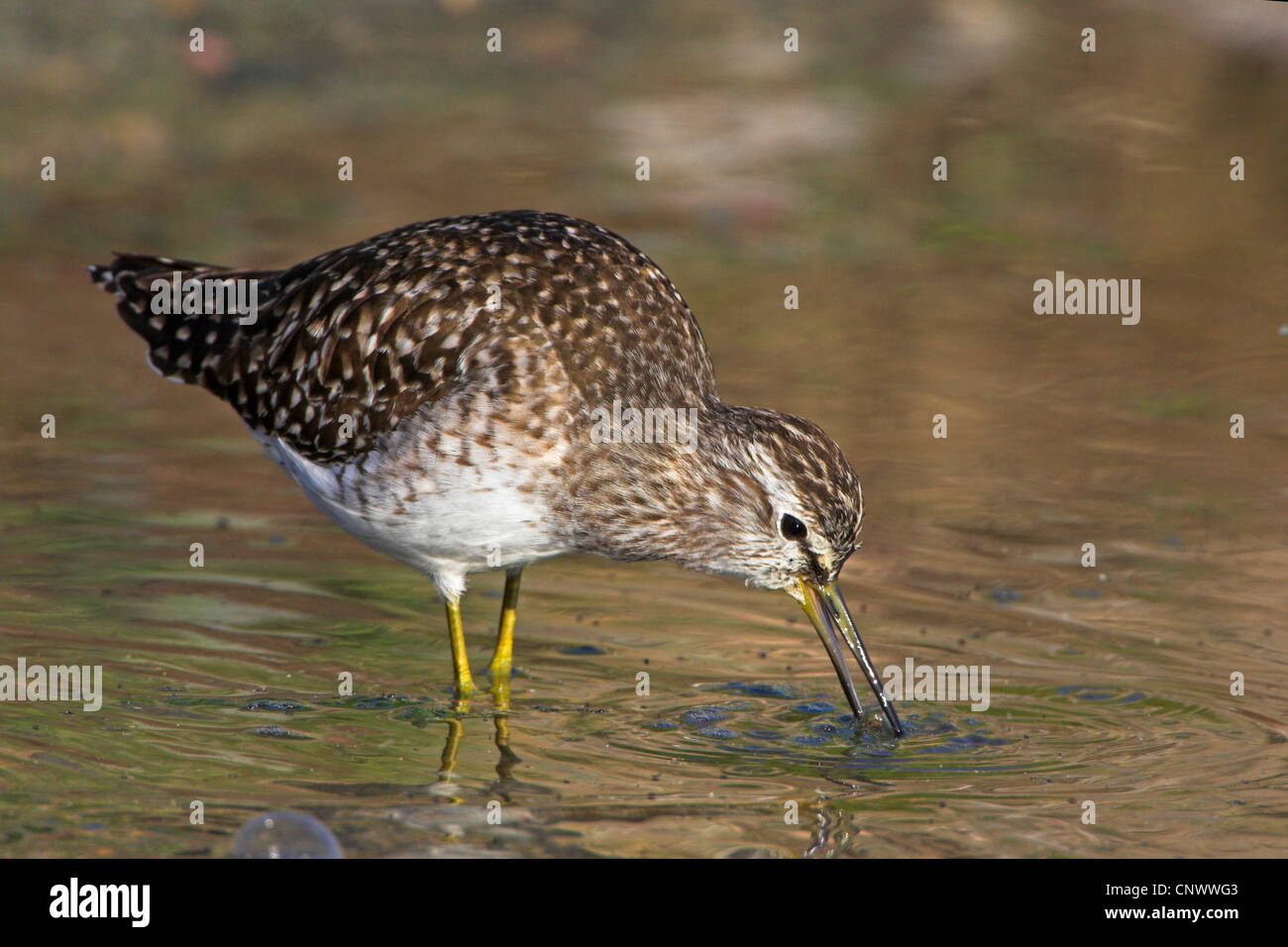 wood sandpiper (Tringa glareola), male standing in shallow water with ...