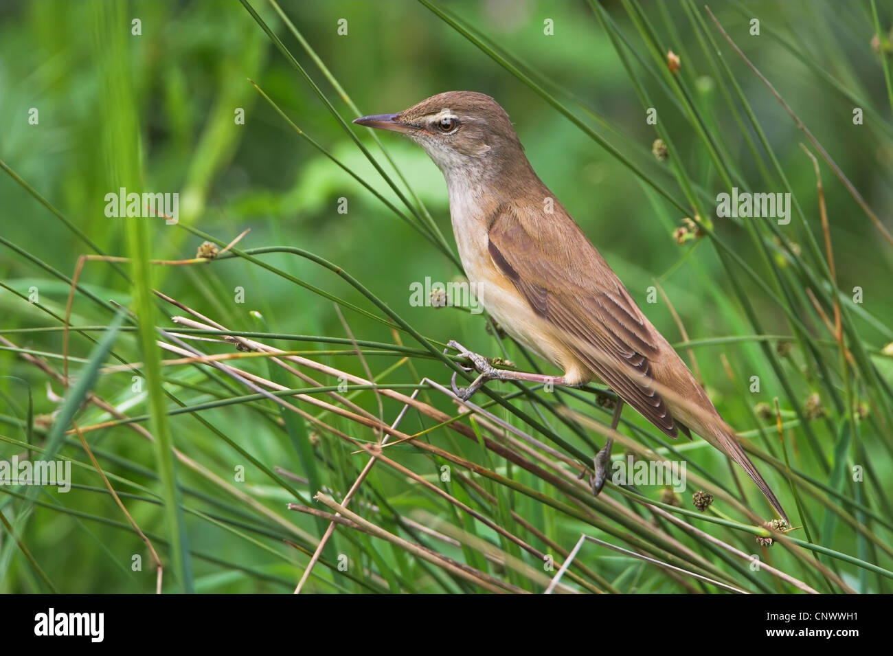 great reed warbler (Acrocephalus arundinaceus), sitting on blades of ...