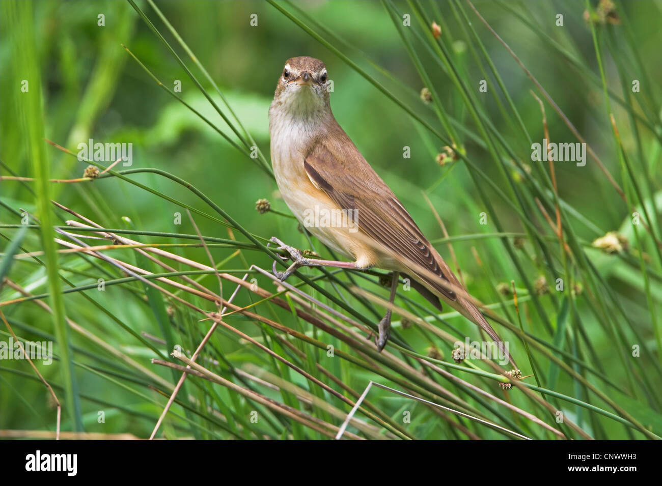 great reed warbler (Acrocephalus arundinaceus), sitting on blades of ...