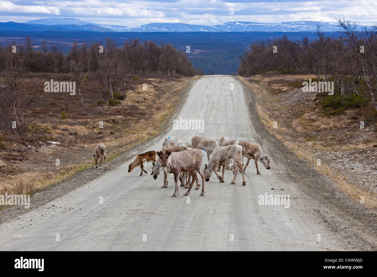 Herd of domesticated reindeer (Rangifer tarandus) on road in summer ...
